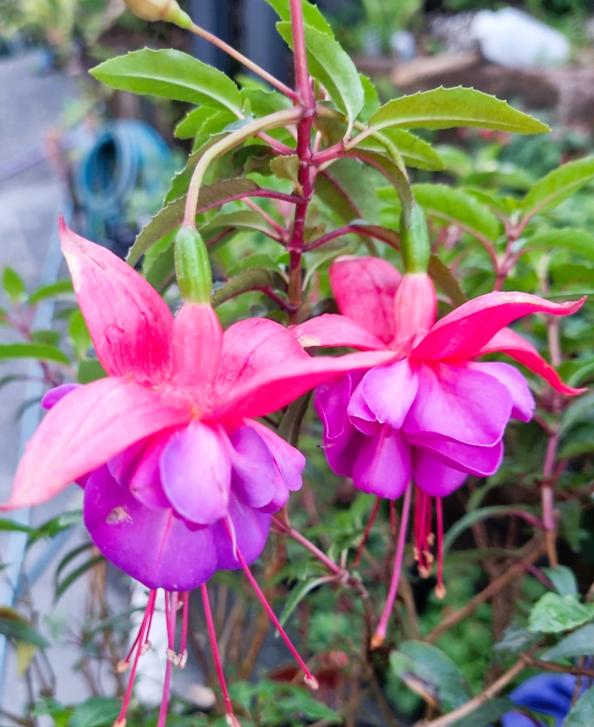 Fuchsia Winston Churchill | The Fuchsia Ladies Nursery