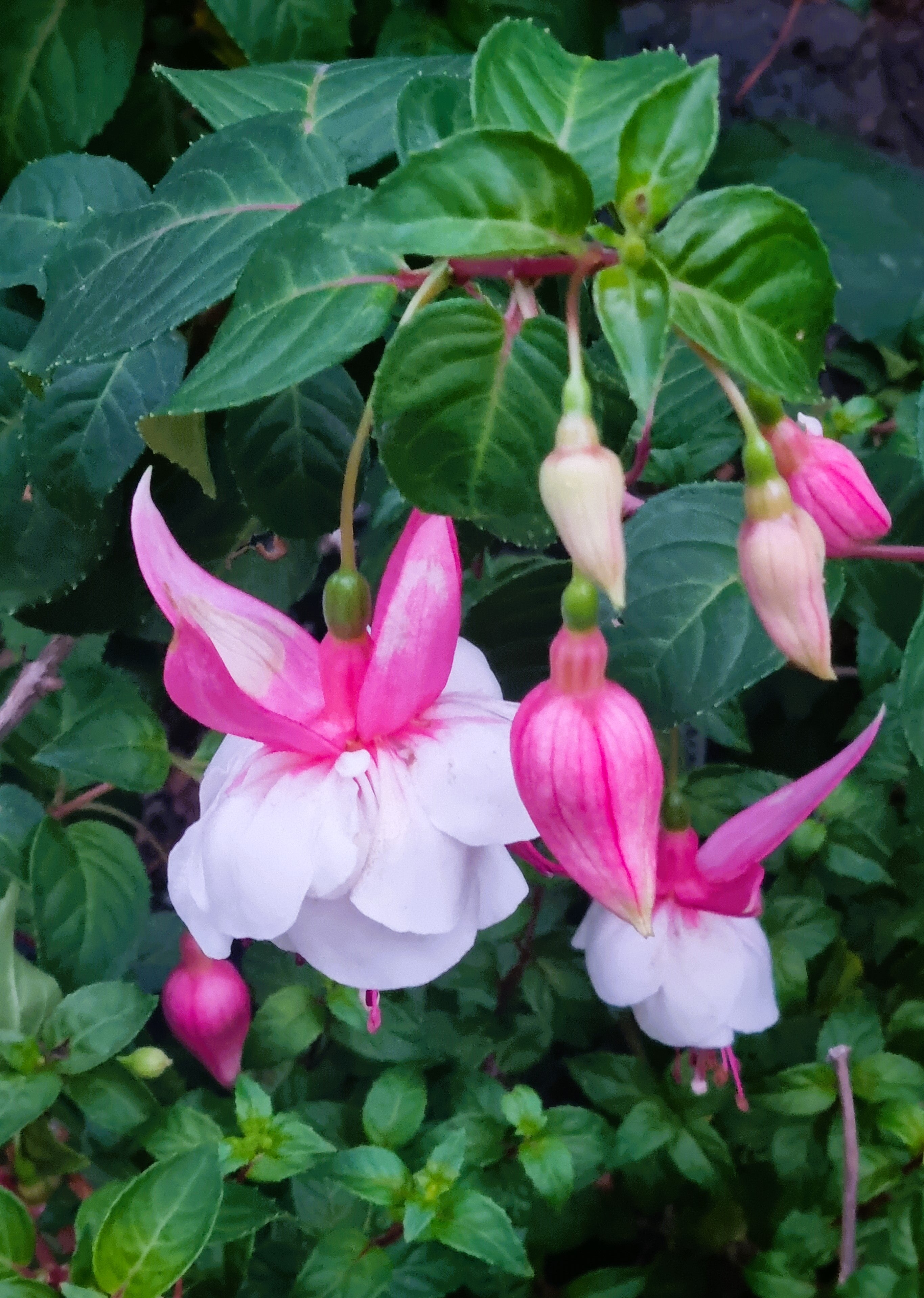 Fuchsia Nancy Lou | The Fuchsia Ladies Nursery