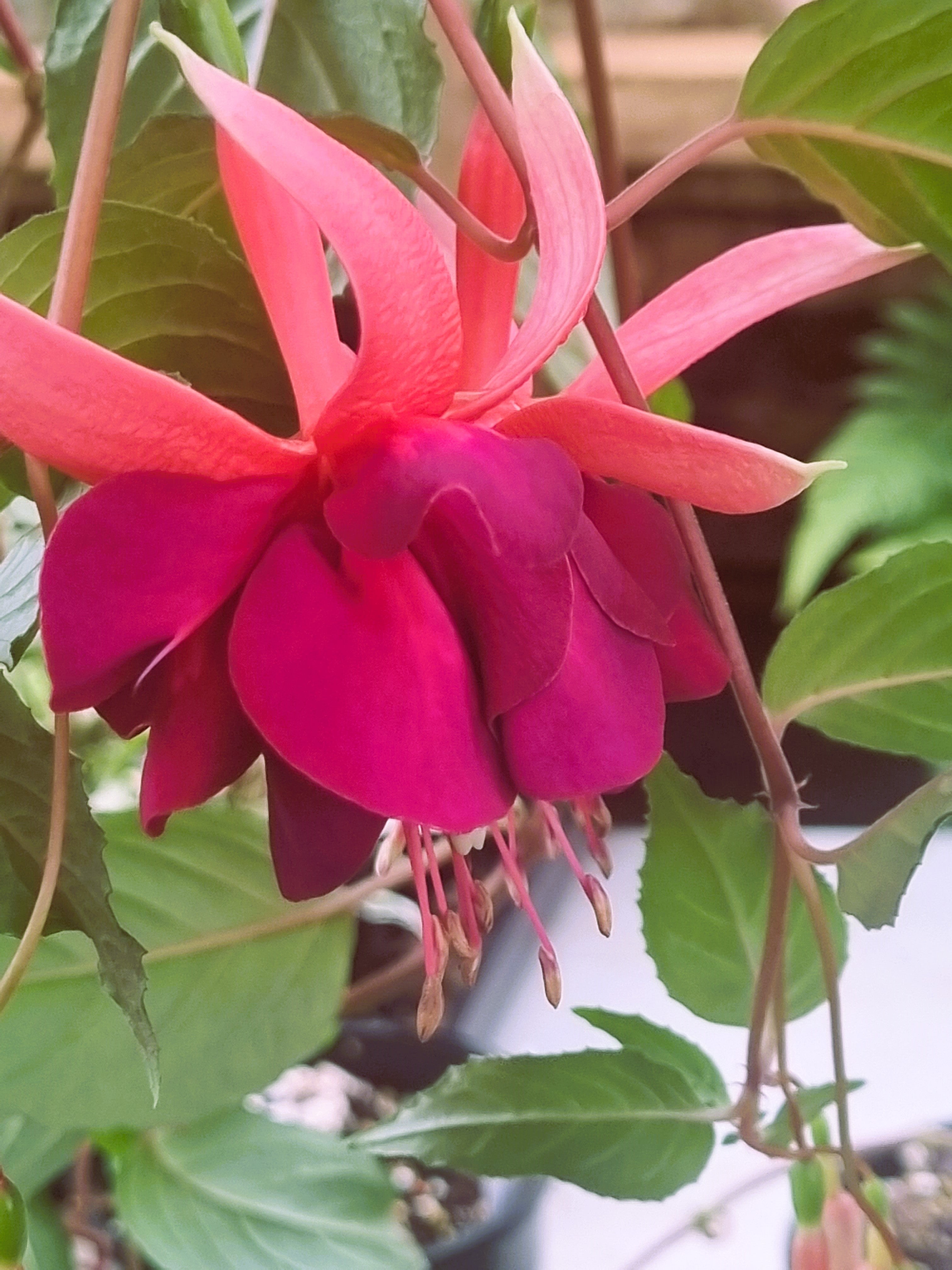 Fuchsia George Cook | The Fuchsia Ladies Nursery