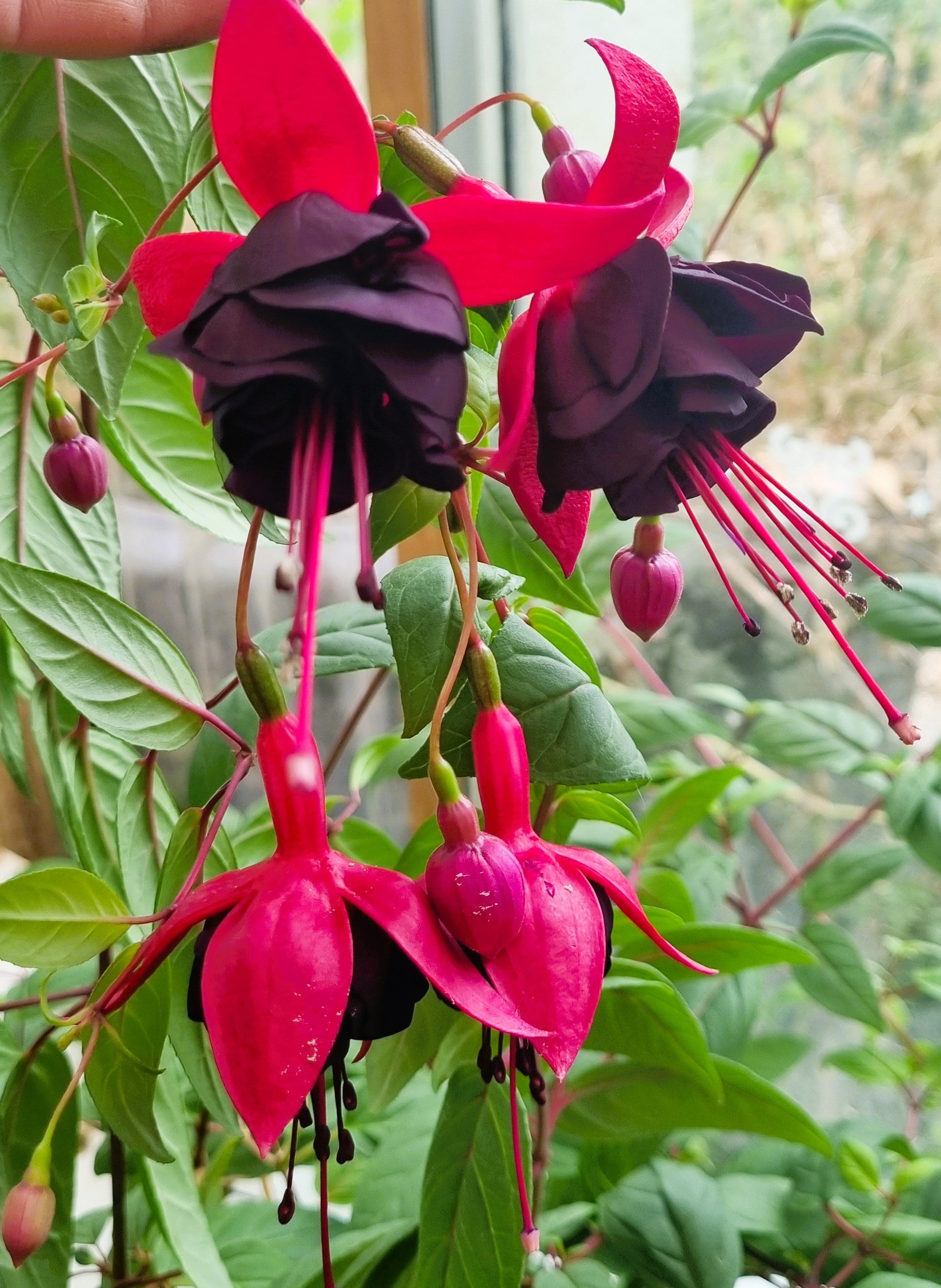 Fuchsia New Millennium | The Fuchsia Ladies Nursery