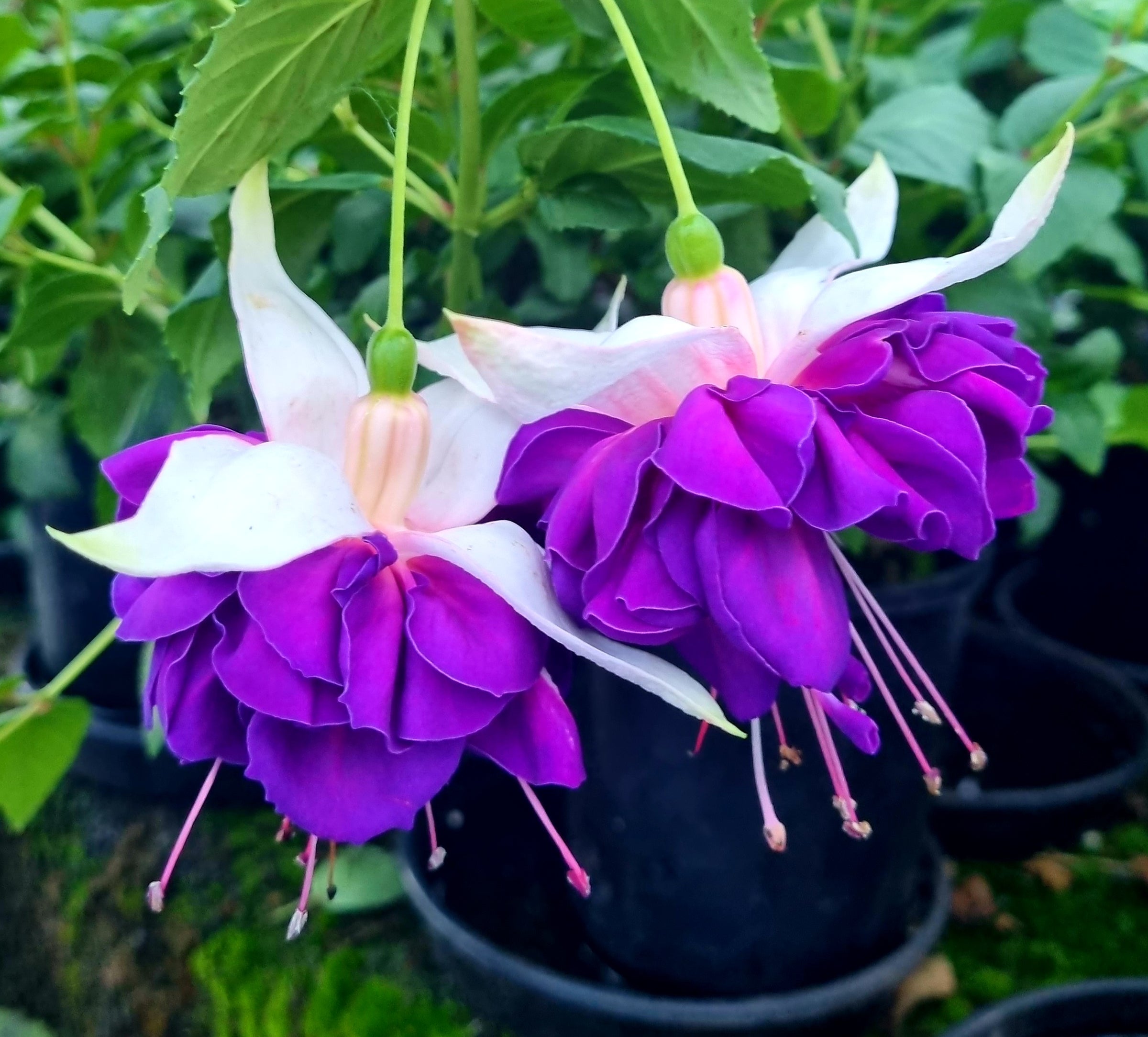 Fuchsia Pinto de Blue | The Fuchsia Ladies Nursery