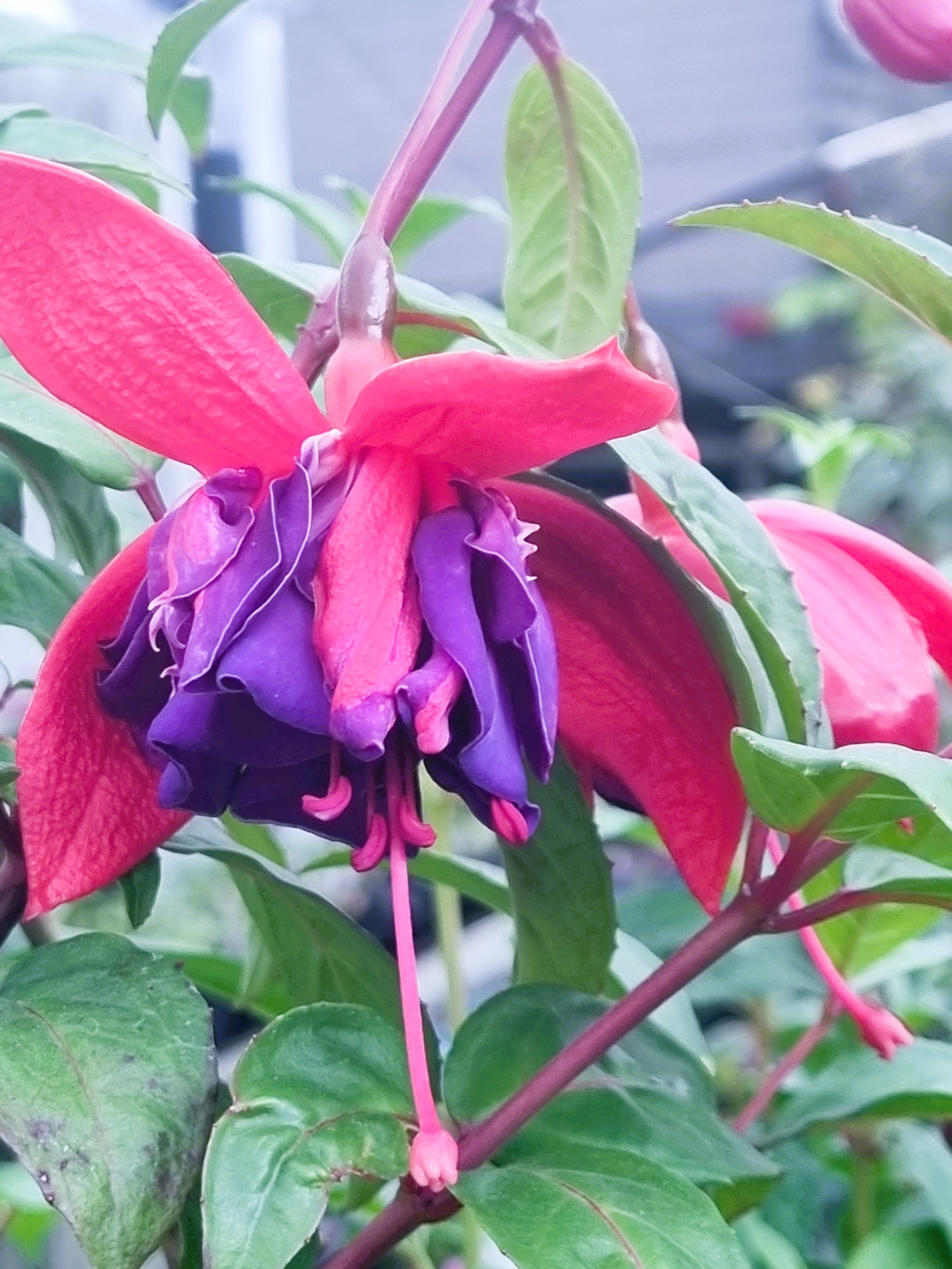 Fuchsia Gigantia | The Fuchsia Ladies Nursery