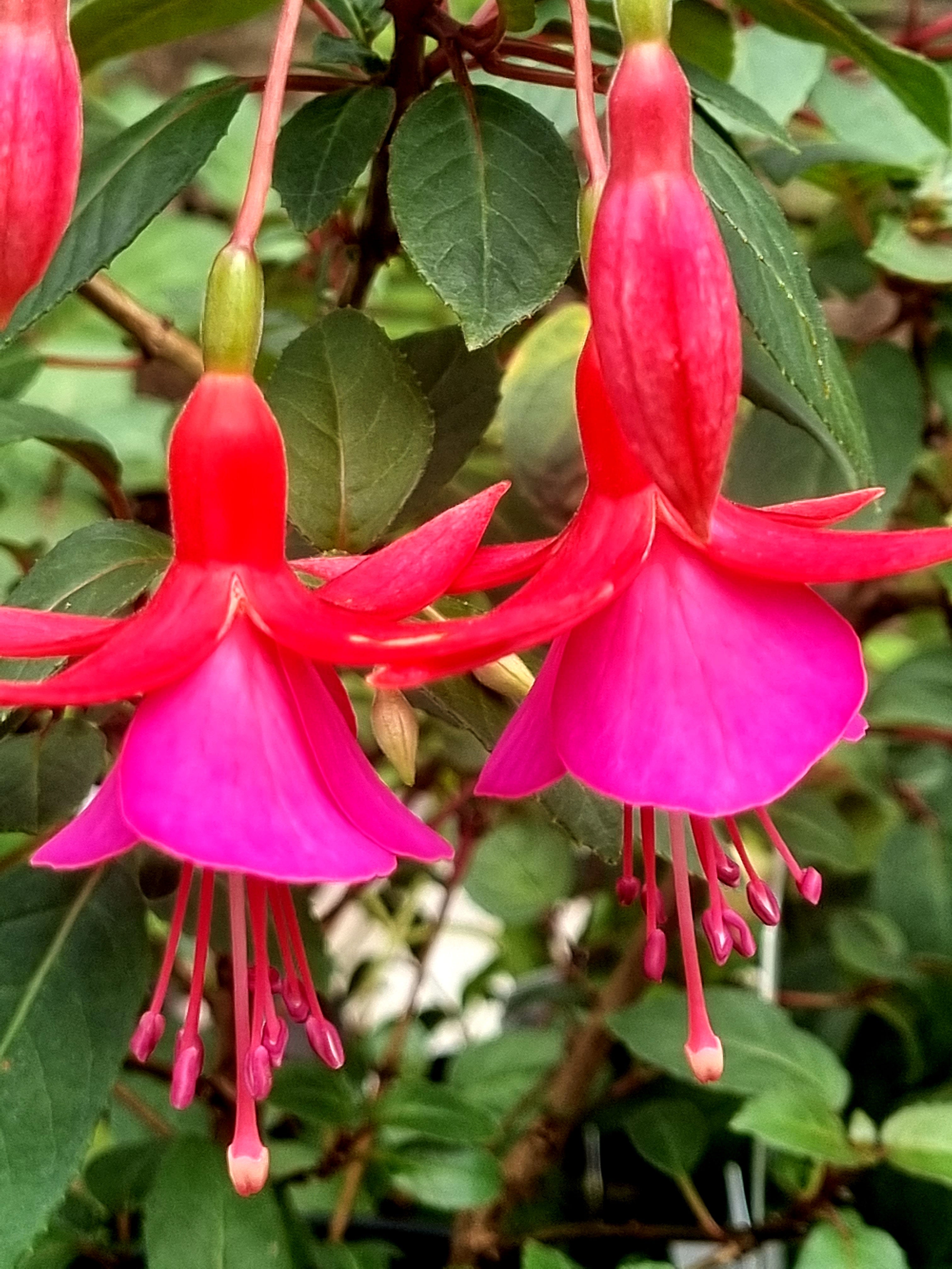 Fuchsia Display | The Fuchsia Ladies Nursery