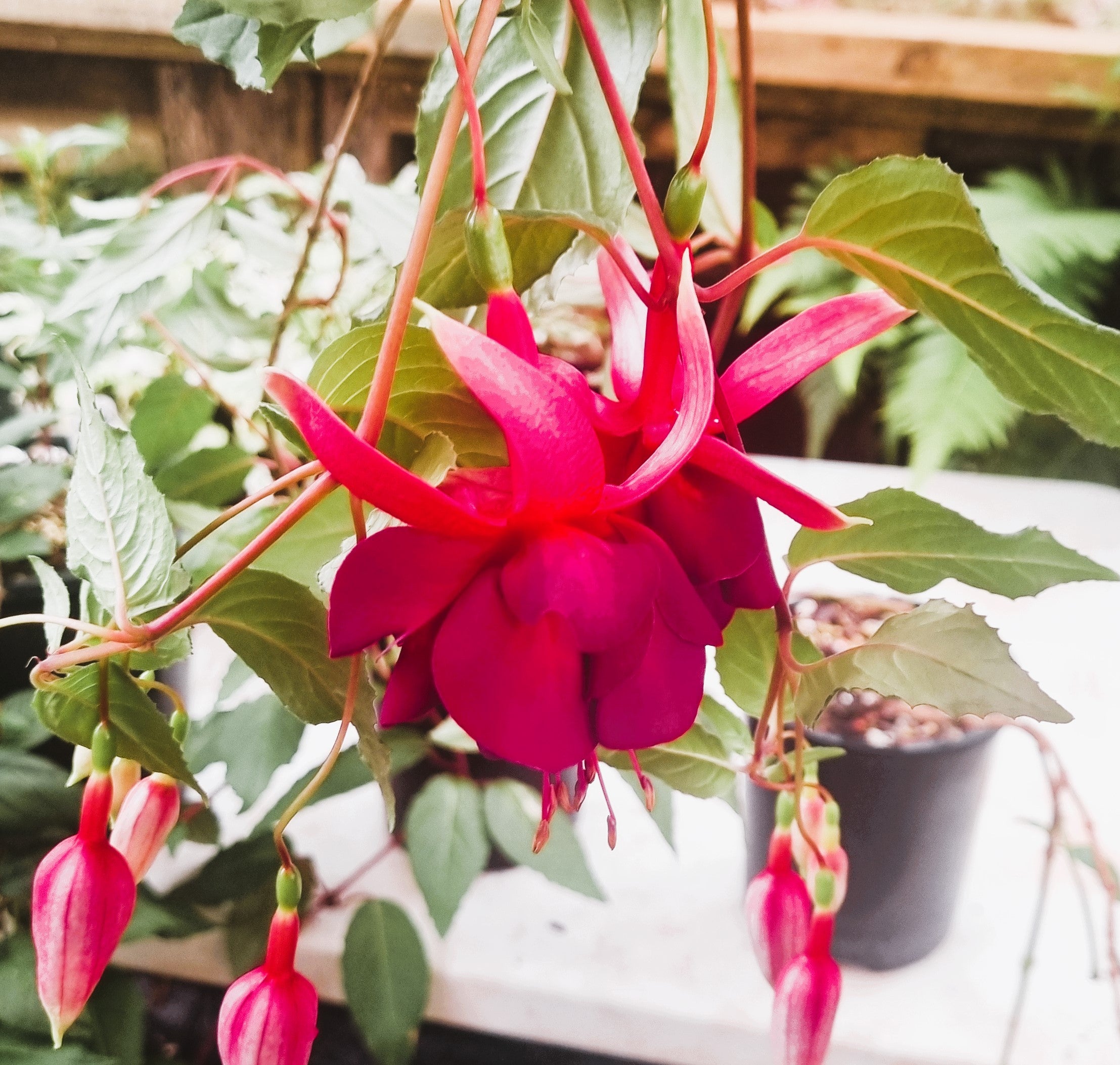 Fuchsia George Cook | The Fuchsia Ladies Nursery