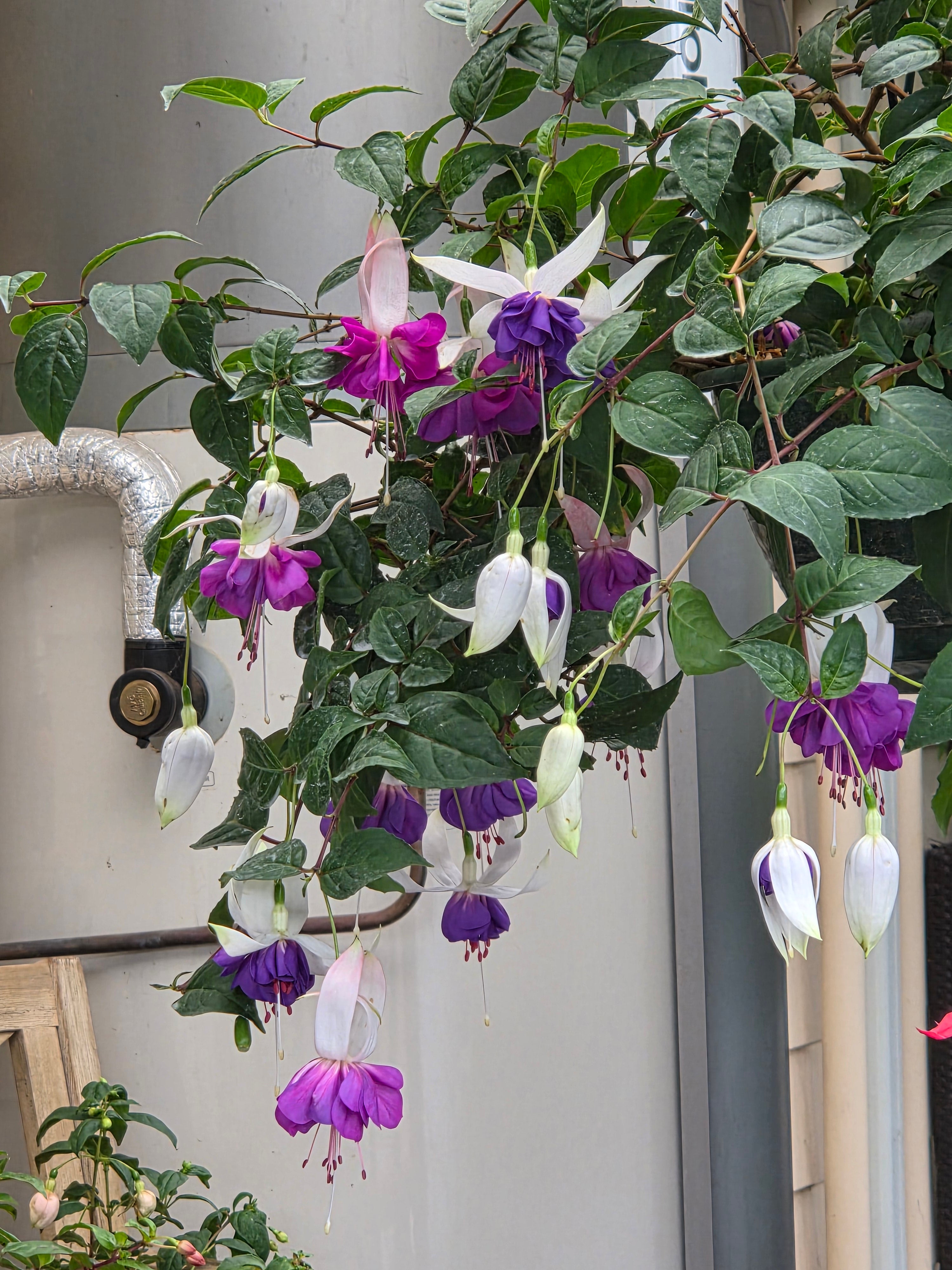 Fuchsia Blue Angel | The Fuchsia Ladies Nursery