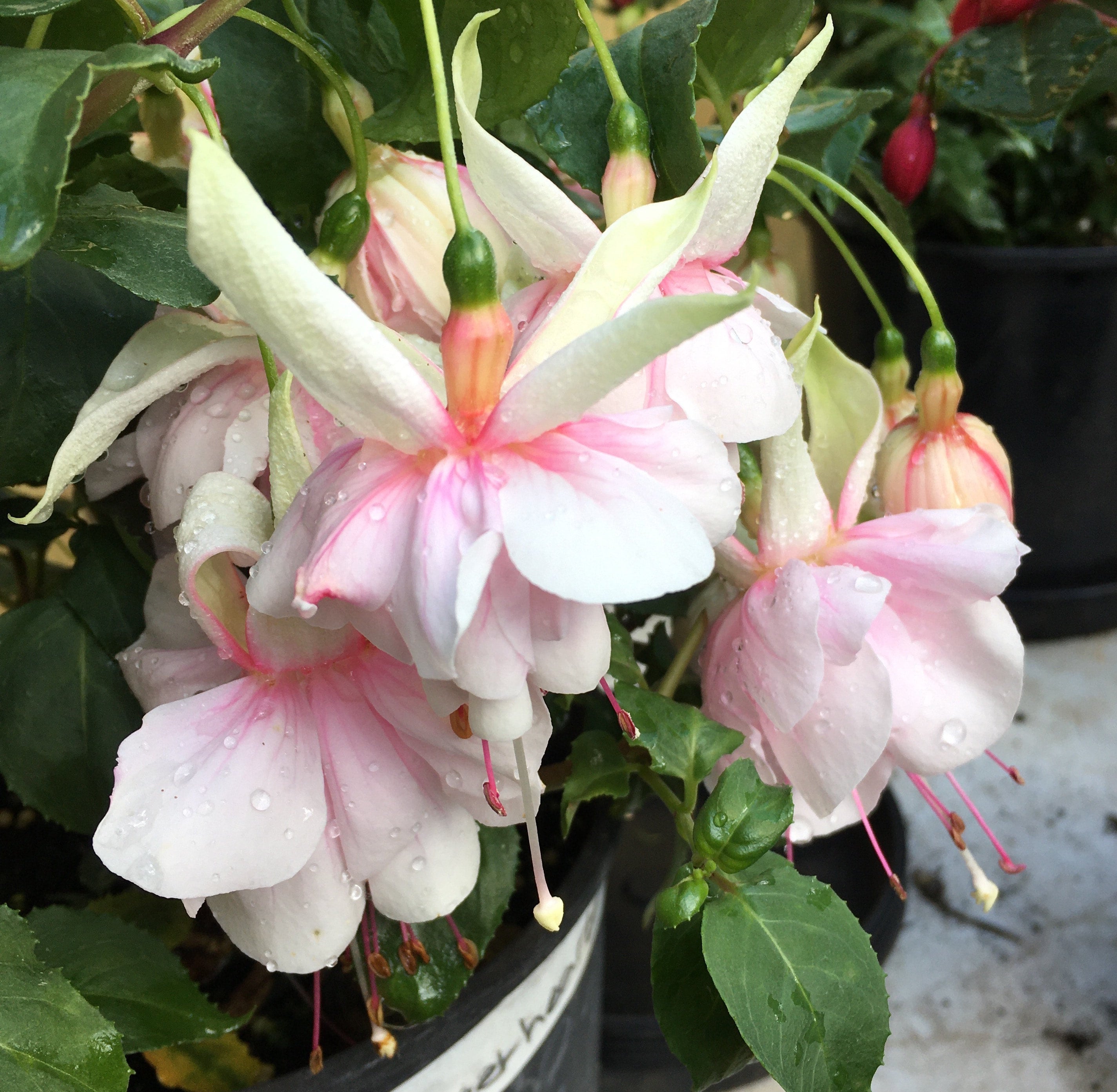 Fuchsia Cotton Candy | The Fuchsia Ladies Nursery