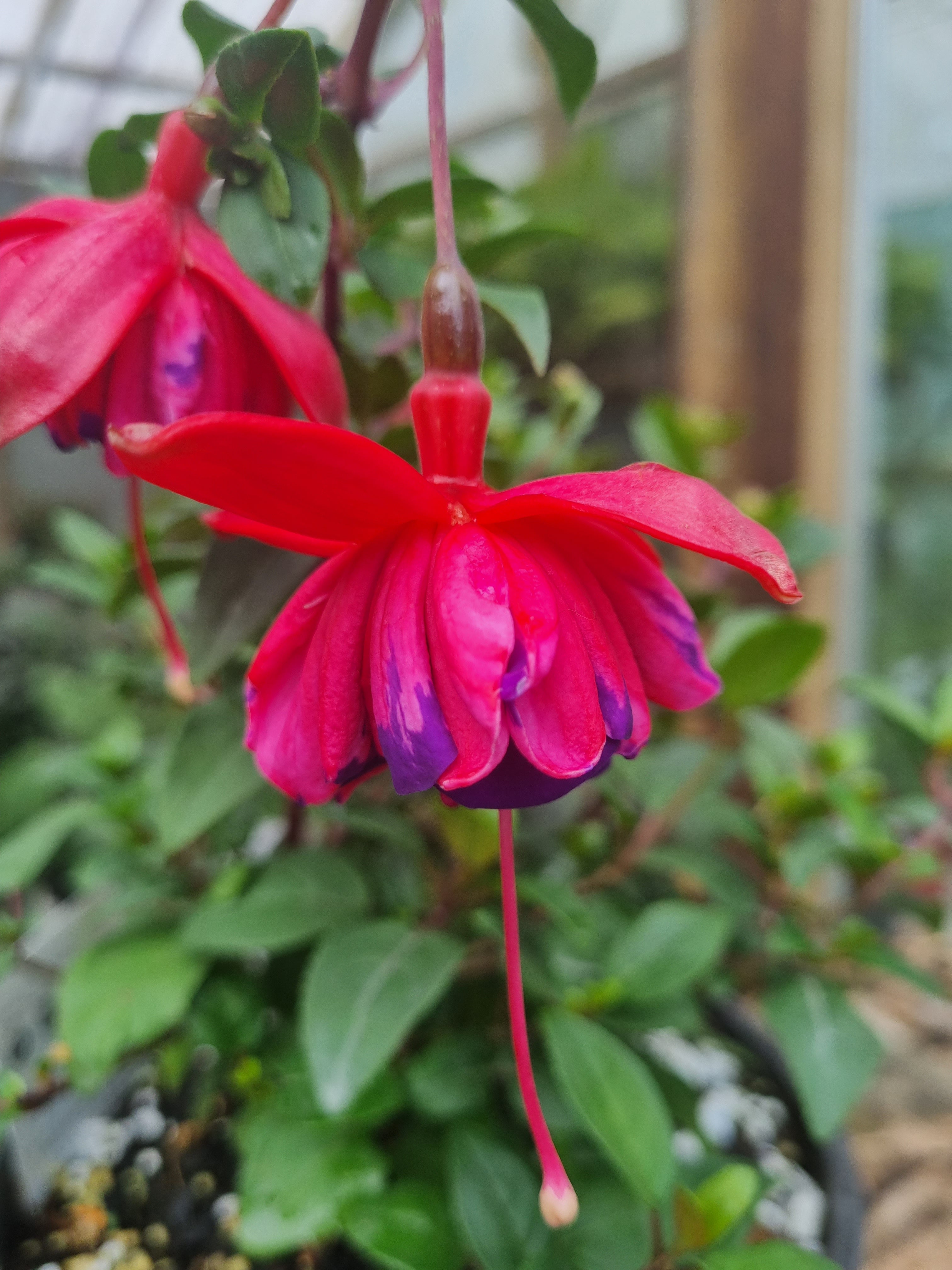 Fuchsia Red Radar | The Fuchsia Ladies Nursery