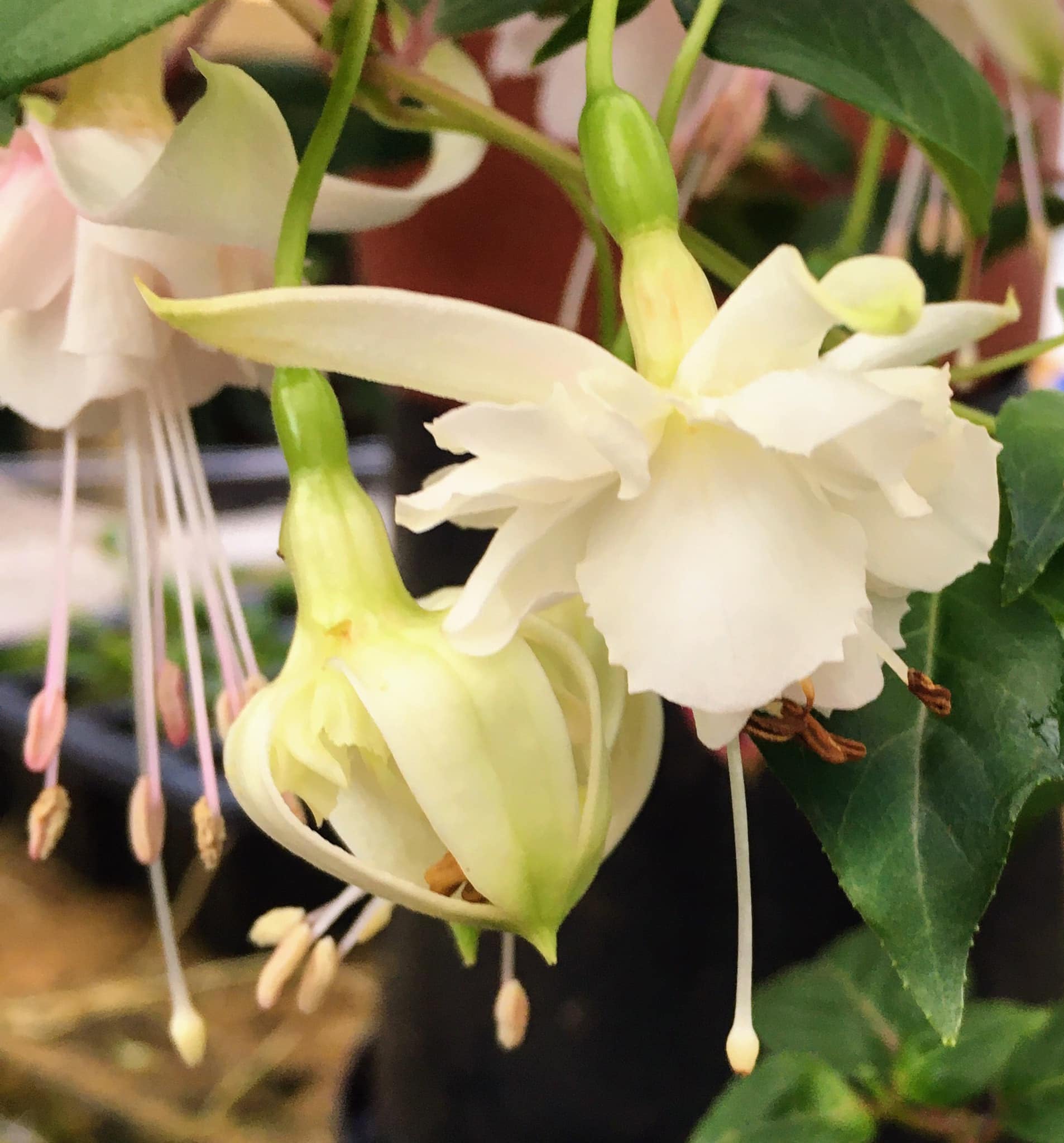 Fuchsia Frank Unsworth