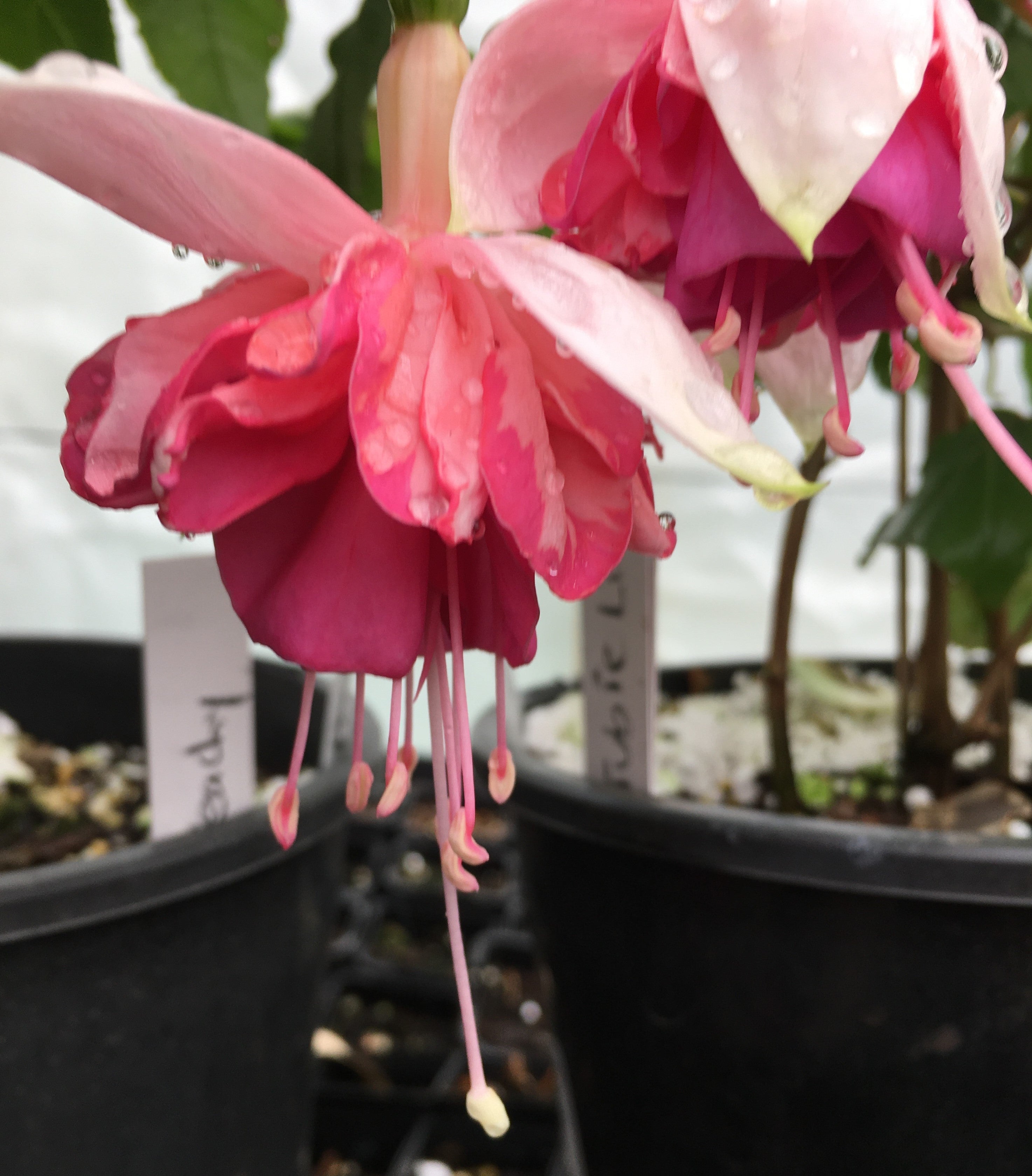 Fuchsia Peachy | The Fuchsia Ladies Nursery