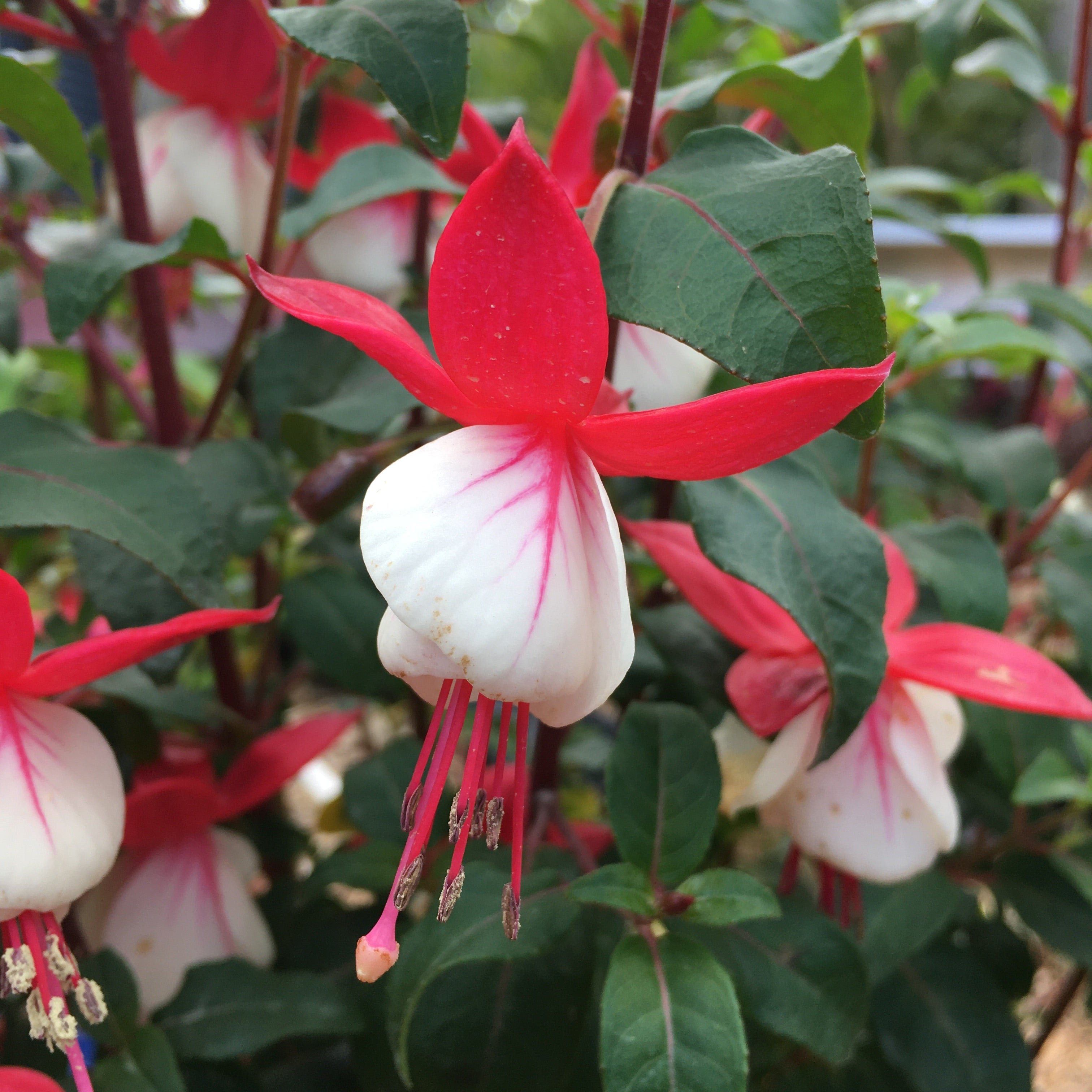 Fuchsia Pacquesa | The Fuchsia Ladies Nursery