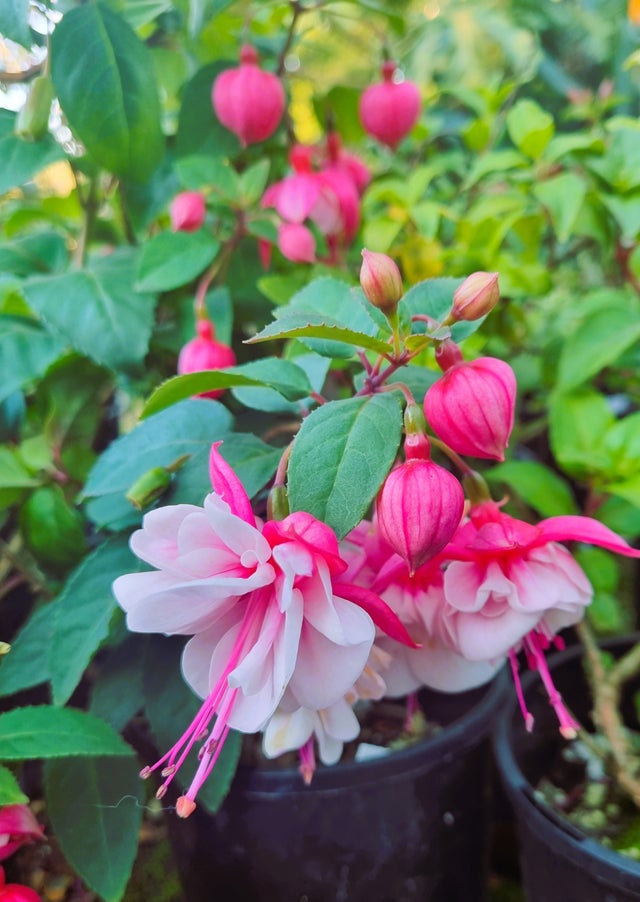The Fuchsia Ladies Nursery