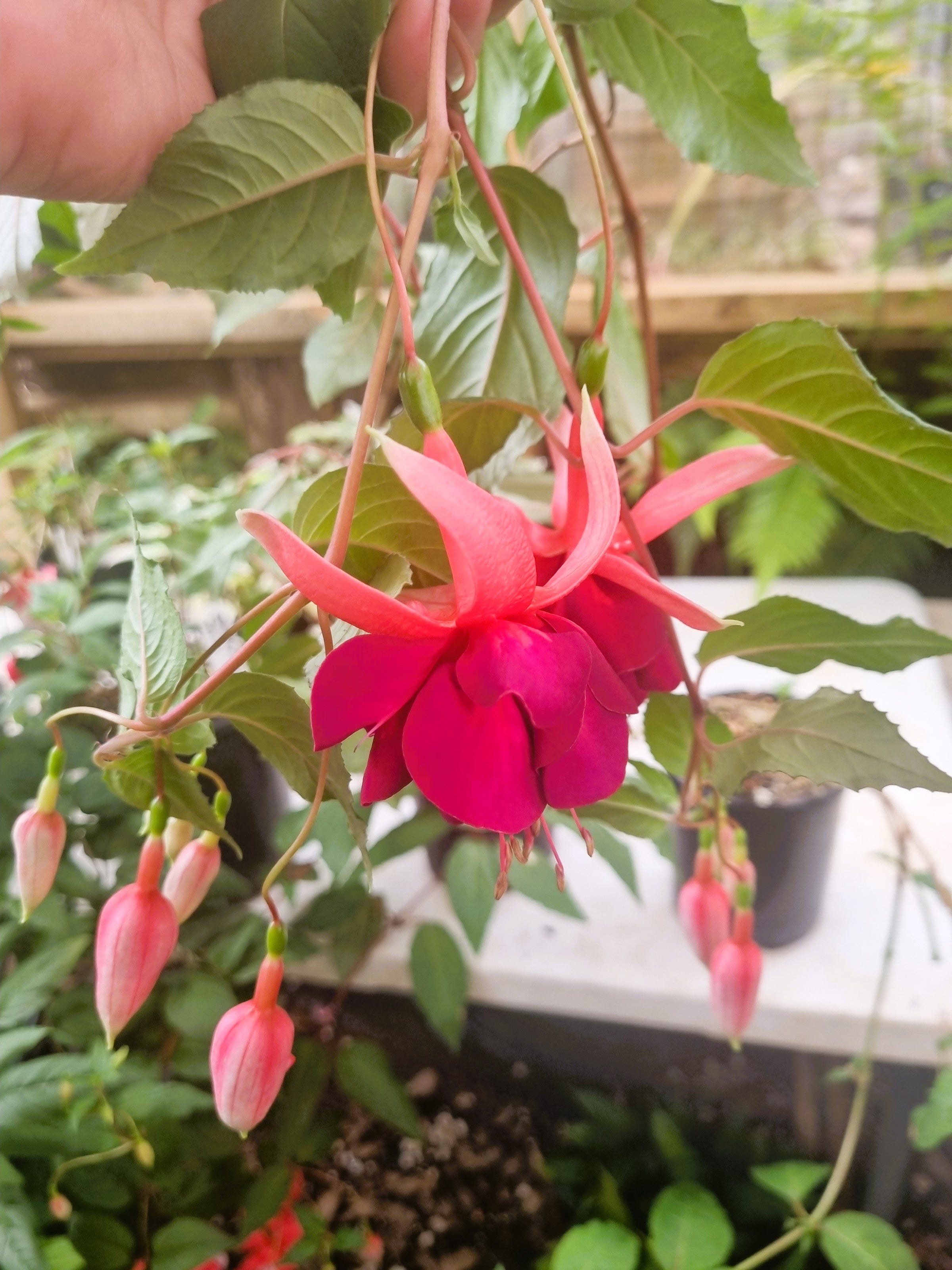 Fuchsia George Cook | The Fuchsia Ladies Nursery
