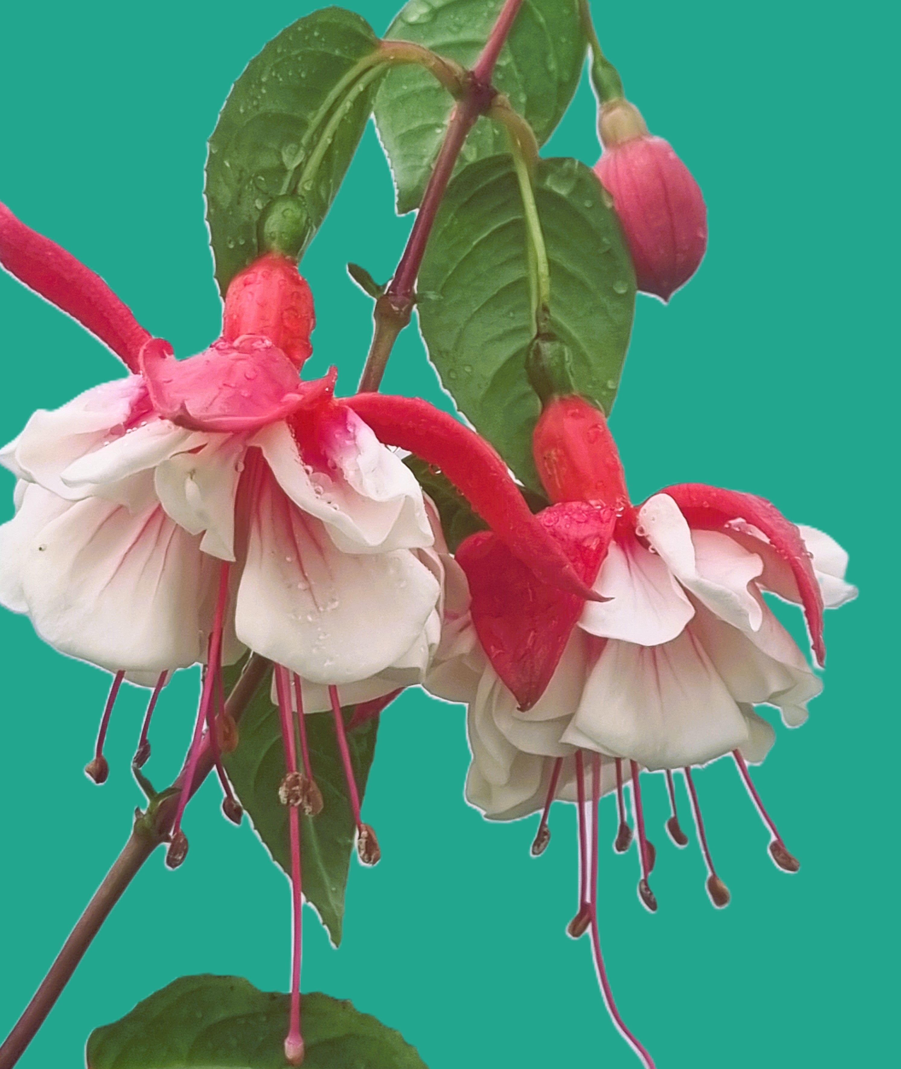 Fuchsia Sheryl Anne | The Fuchsia Ladies Nursery