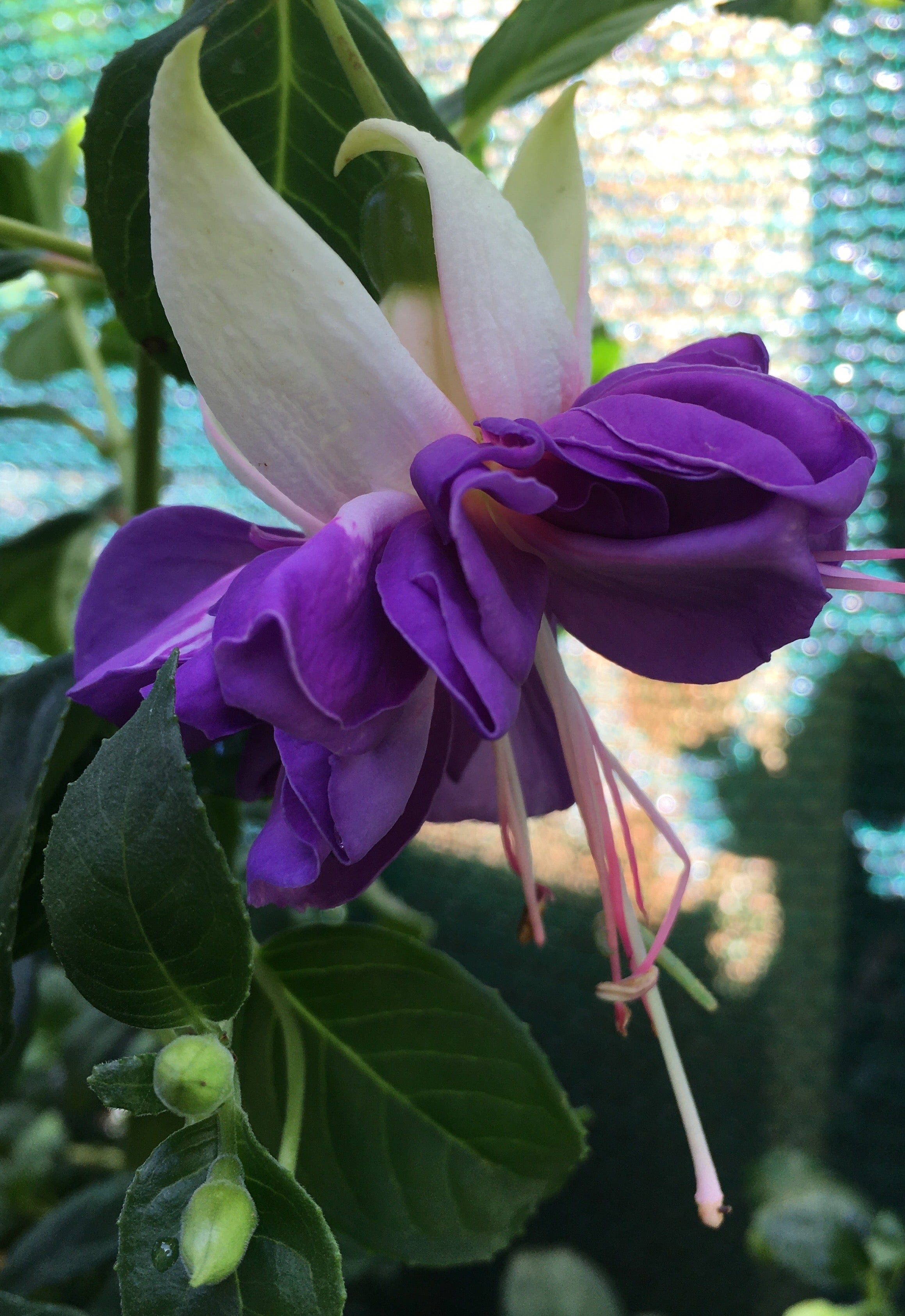 Fuchsia Pinto de Blue | The Fuchsia Ladies Nursery