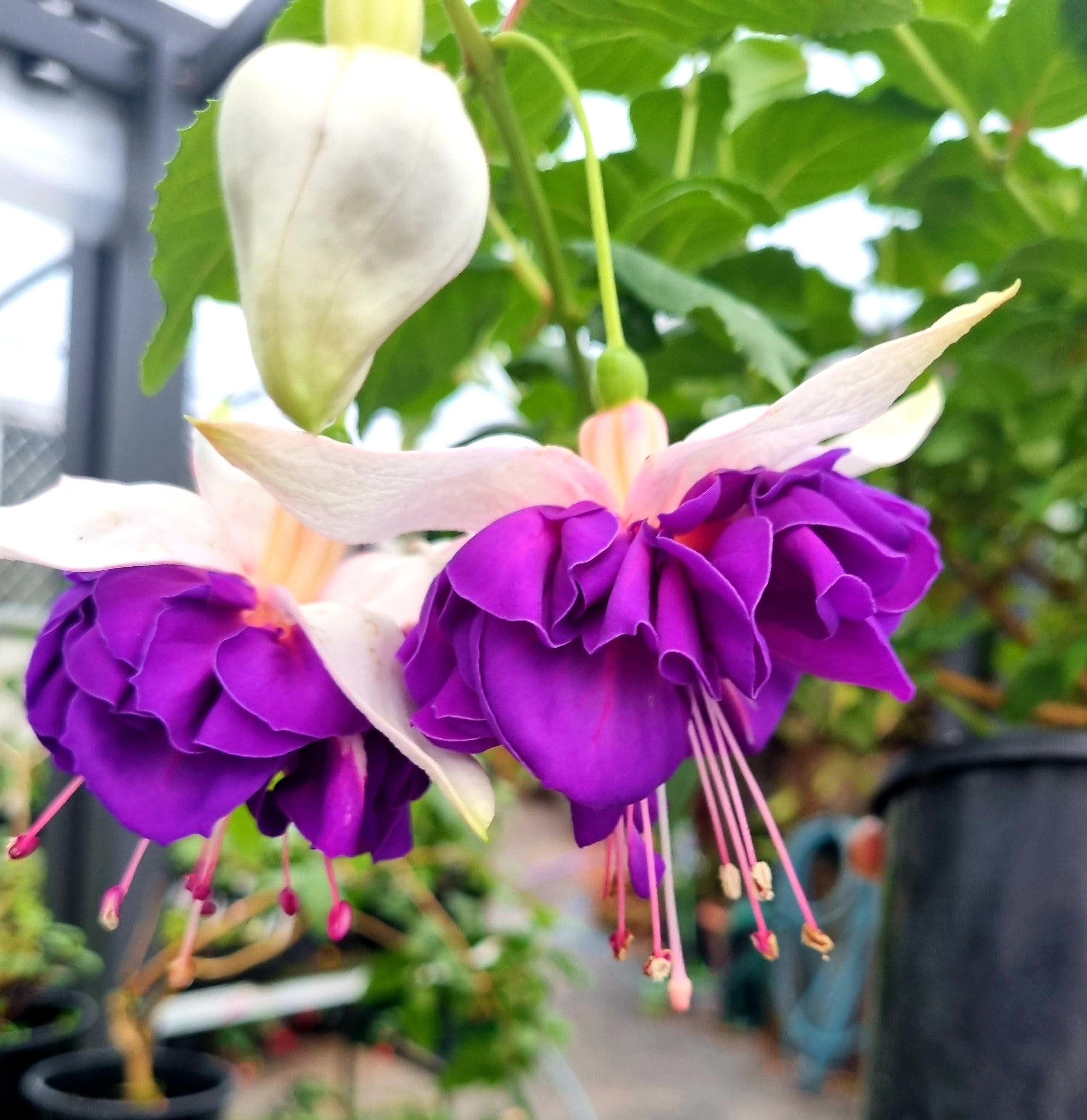 Fuchsia Pinto de Blue | The Fuchsia Ladies Nursery