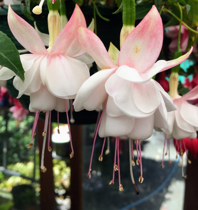 Fuchsias | The Fuchsia Ladies Nursery