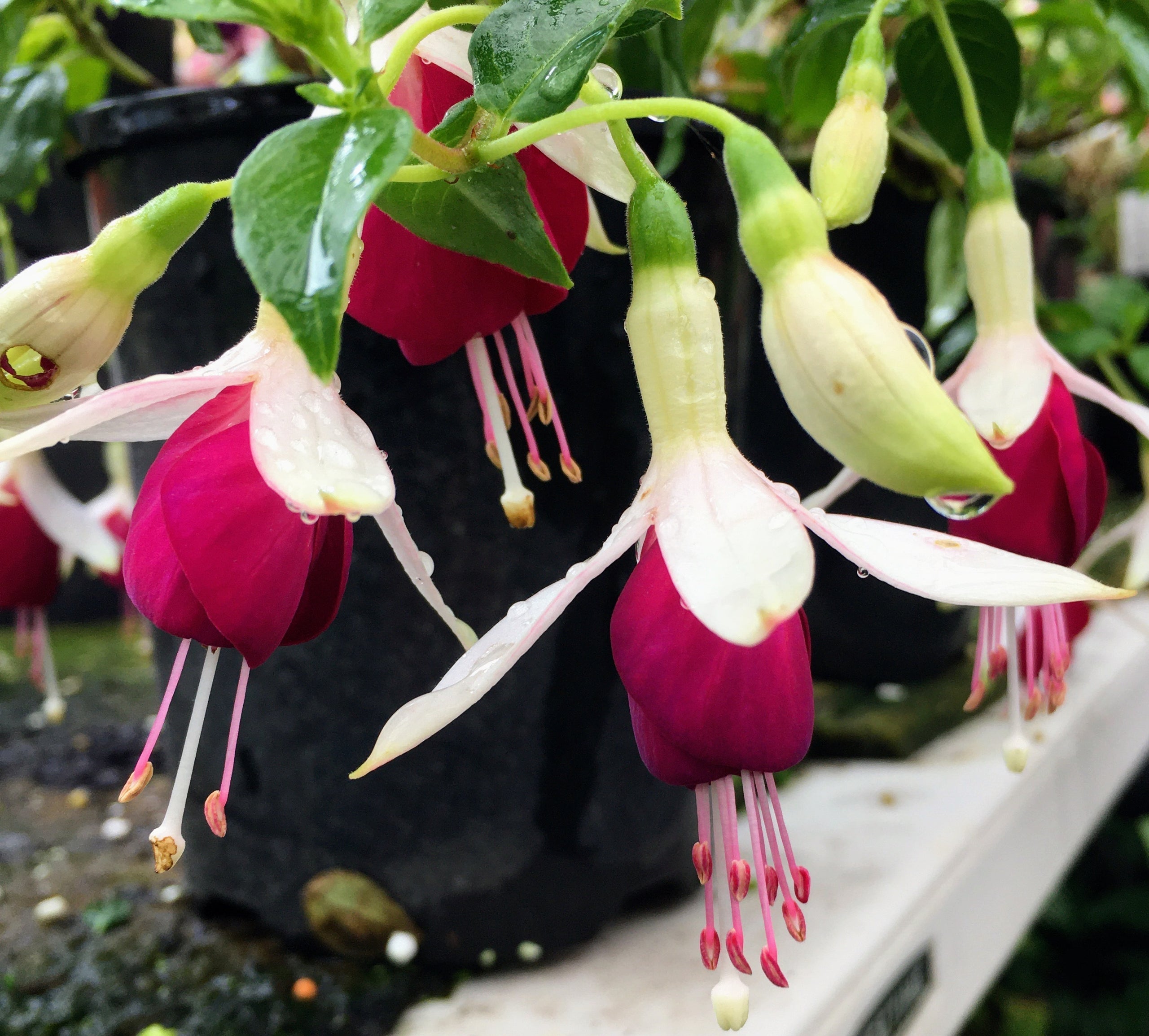 Fuchsia Hermiena | The Fuchsia Ladies Nursery