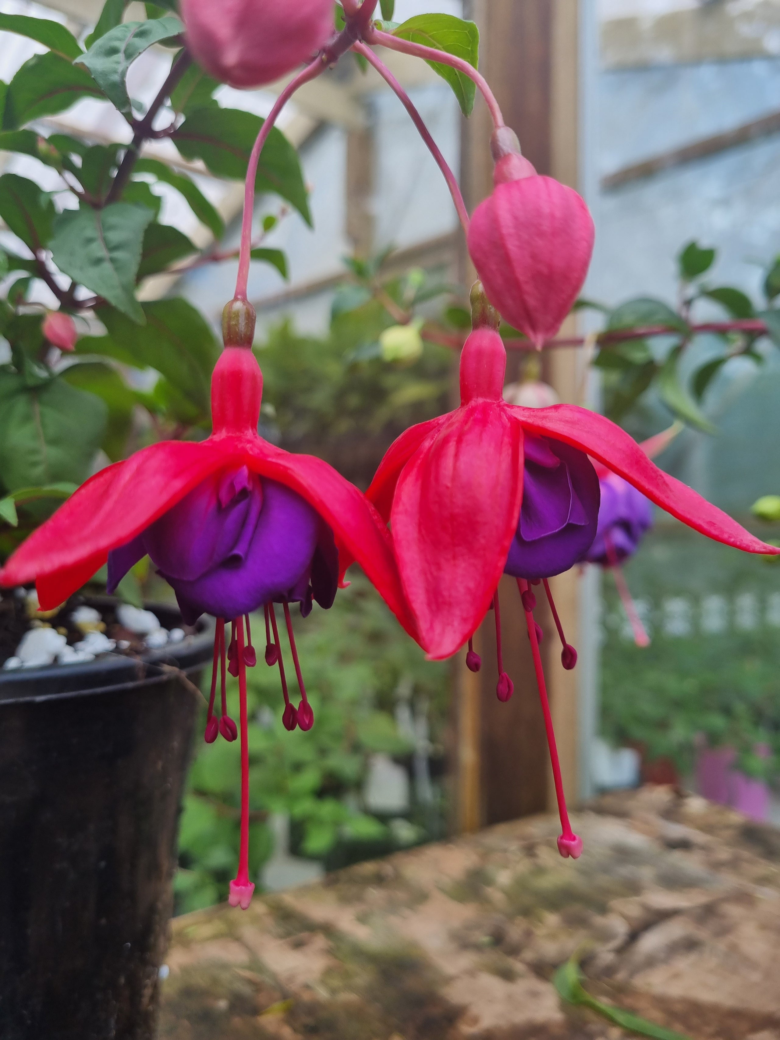 Fuchsia Voodoo | The Fuchsia Ladies Nursery