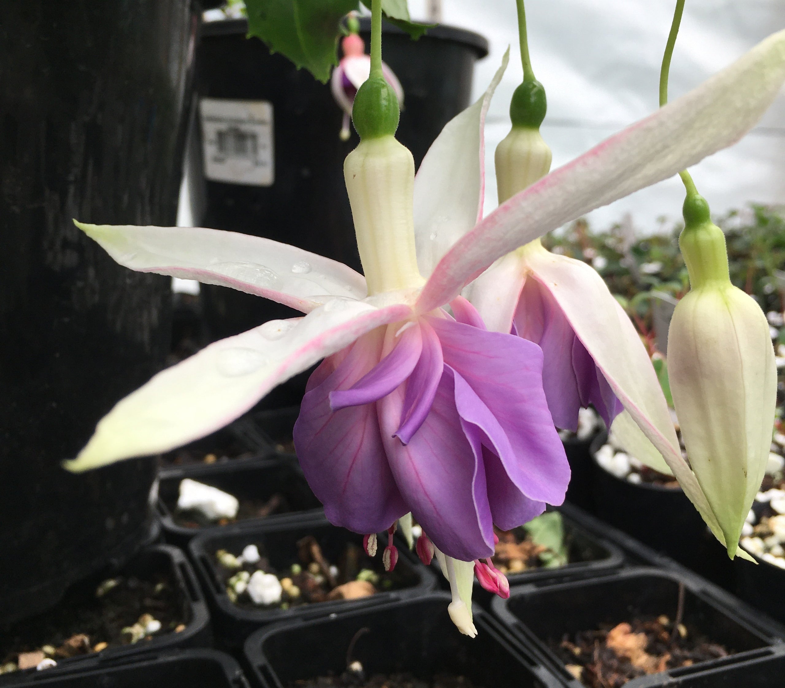 Fuchsia Quasar | The Fuchsia Ladies Nursery
